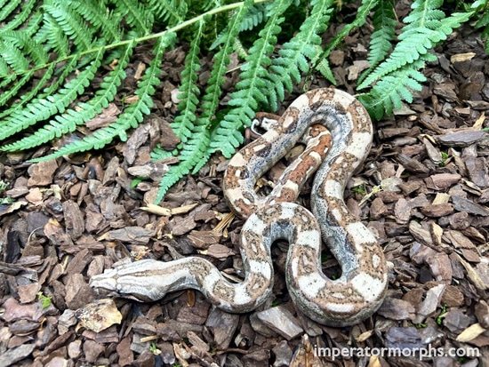 Hypo Aztec Het Specter Boa Constrictor by Imperatormorphs