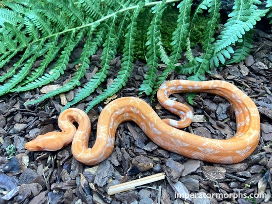 Red Dragon Boa Constrictor by Imperatormorphs