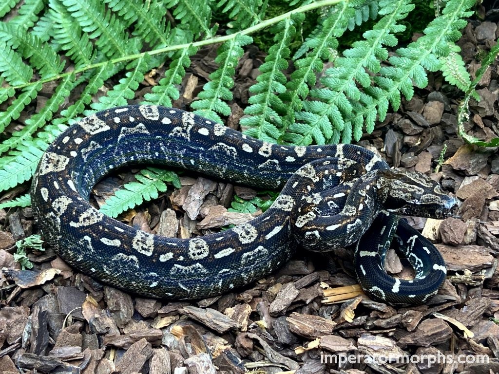 IMG Aztec 100% Het Specter Boa Constrictor by Imperatormorphs GbR ...