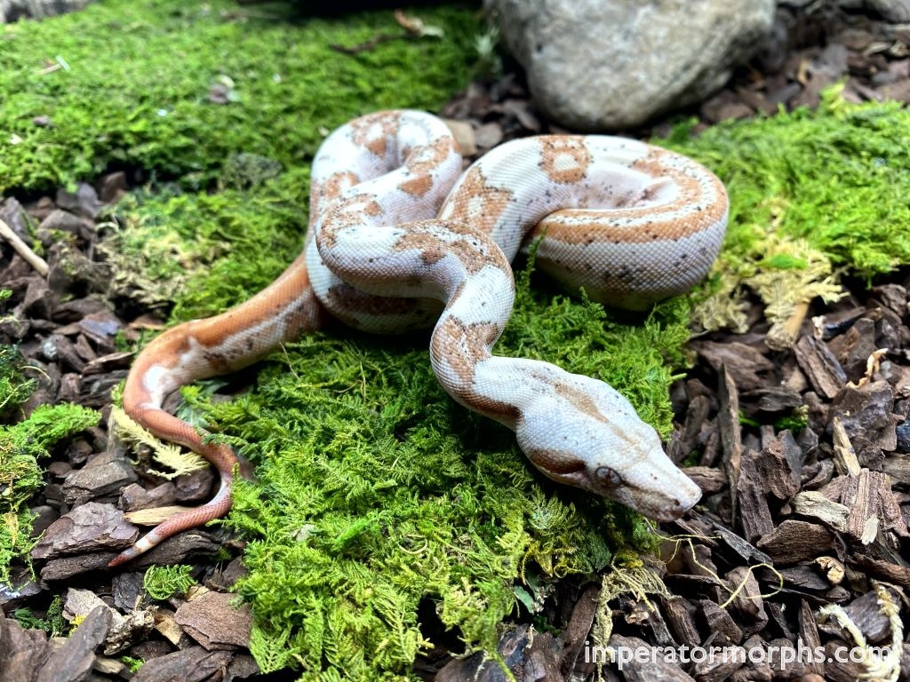 VPI Sunglow 66% Poss Het Leopard Boa Constrictor by Imperatormorphs GbR ...