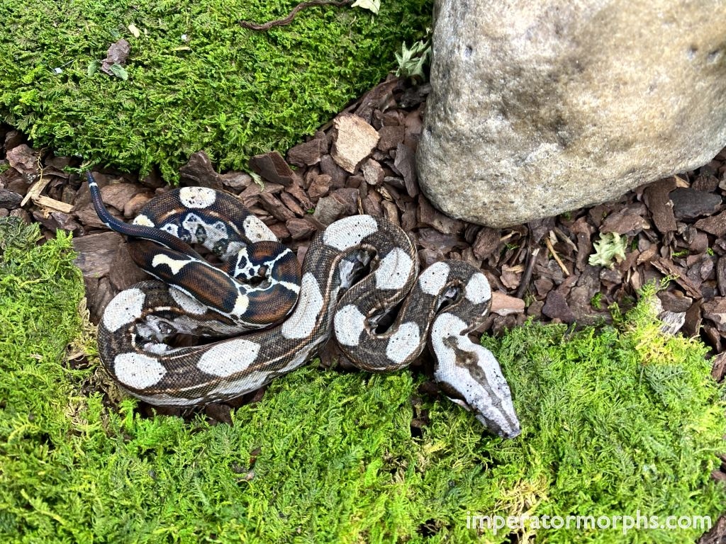 TH Red Dragon Leopard Boa Constrictor by Imperatormorphs GbR - MorphMarket