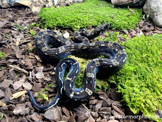 IMG Aztec 100% Het Specter Boa Constrictor by Imperatormorphs