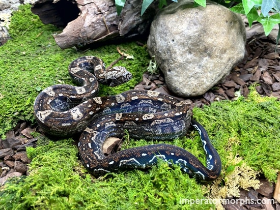 Aztec Motley Het Specter Boa Constrictor by Imperatormorphs