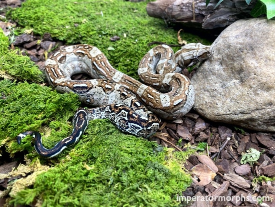 Aztec Het Specter Boa Constrictor by Imperatormorphs