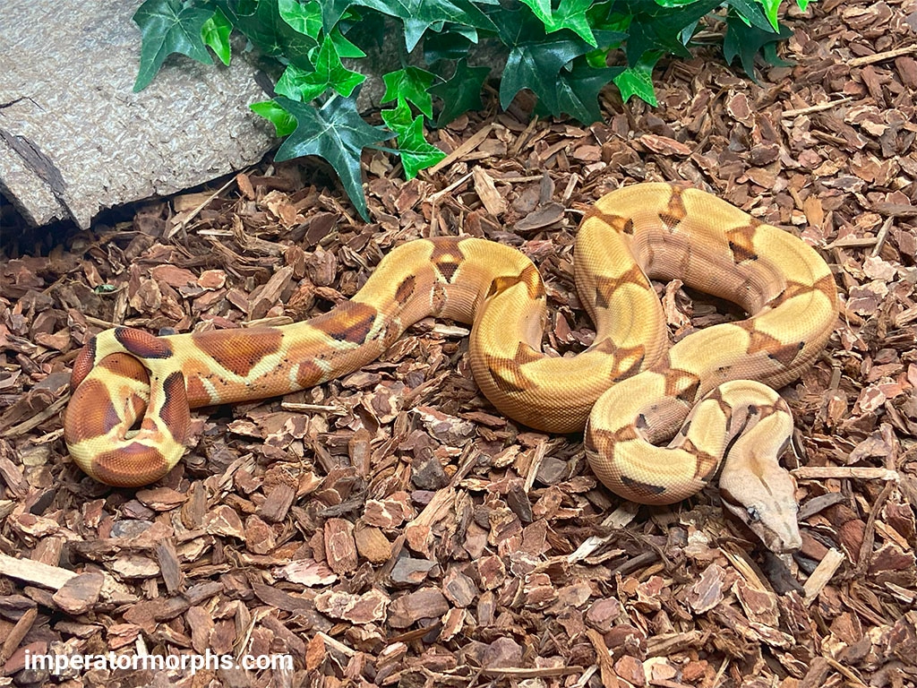 Hypo Het Red Dragon Boa Constrictor by Imperatormorphs GbR - MorphMarket