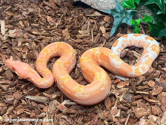 Red Dragon Boa Constrictor by Imperatormorphs