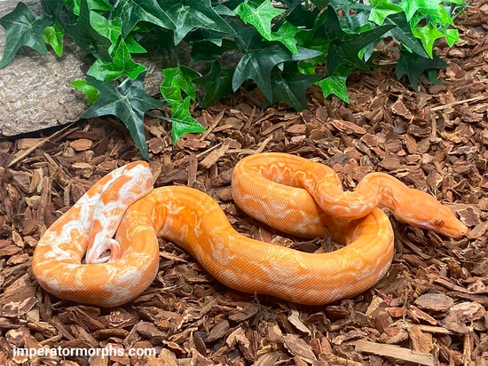 Red Dragon Boa Constrictor by Imperatormorphs