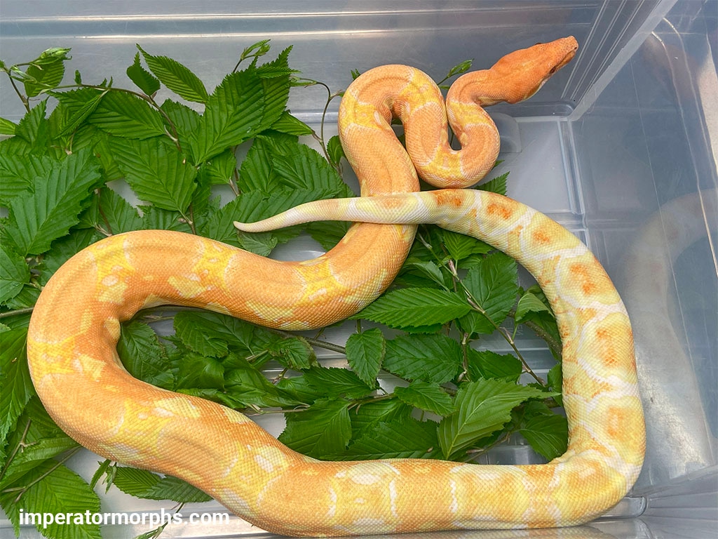Red Dragon Boa Constrictor by Imperatormorphs GbR - MorphMarket