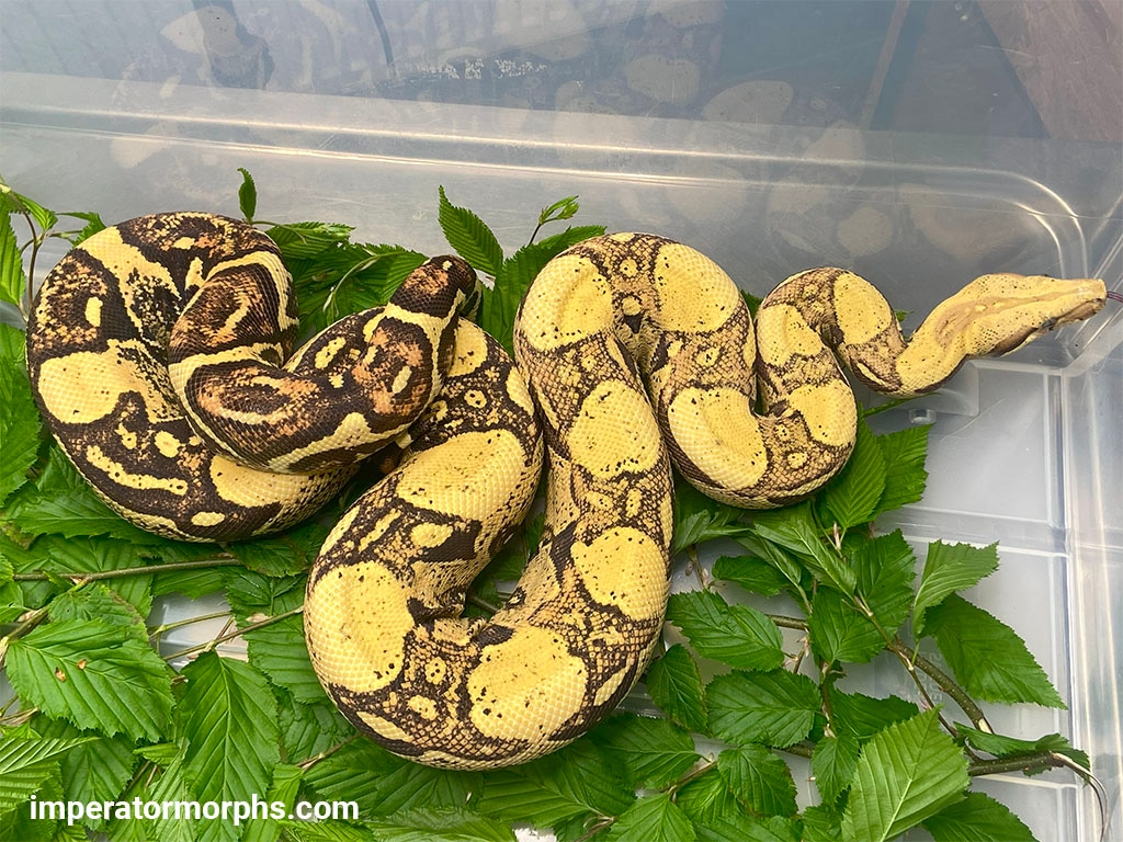 VPI Het Snow Boa Constrictor by Imperatormorphs GbR - MorphMarket