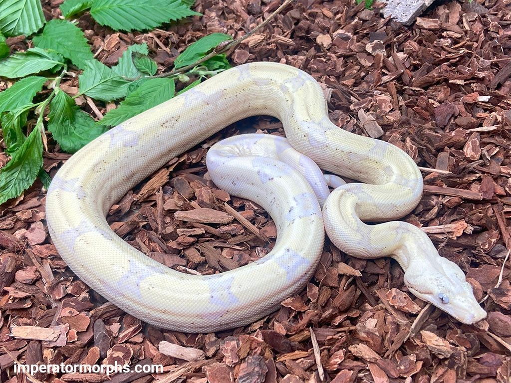 VPI Snowglow Boa Constrictor by Imperatormorphs GbR - MorphMarket