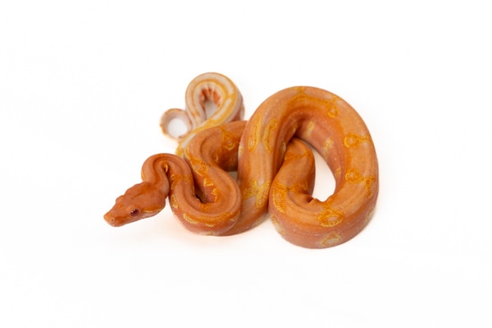 Labyrinth Red Dragon Boa Constrictor by Imperatormorphs