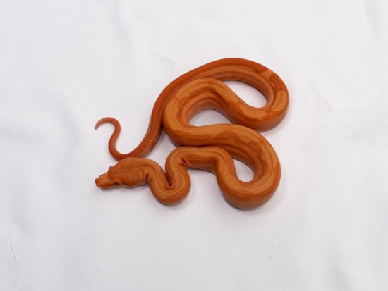 Sun Dragon Motley Boa Constrictor by Imperatormorphs