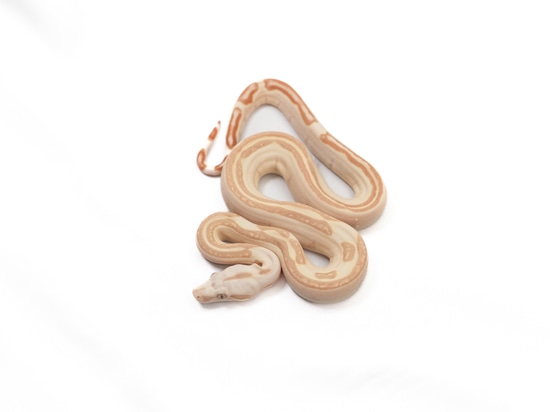 VPI Sunglow Labyrinth 66% Het Anery Boa Constrictor by Imperatormorphs