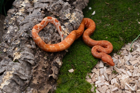 Red Dragon Boa Constrictor by Imperatormorphs