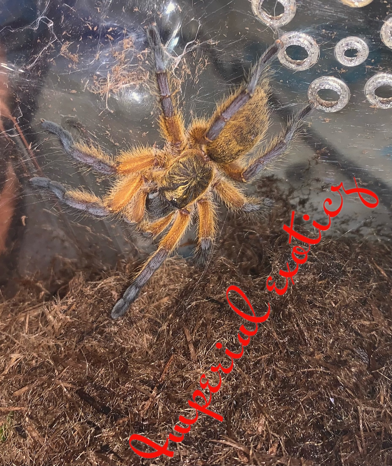 Golden Blue Leg Tarantula by Imperial Exoticz - MorphMarket