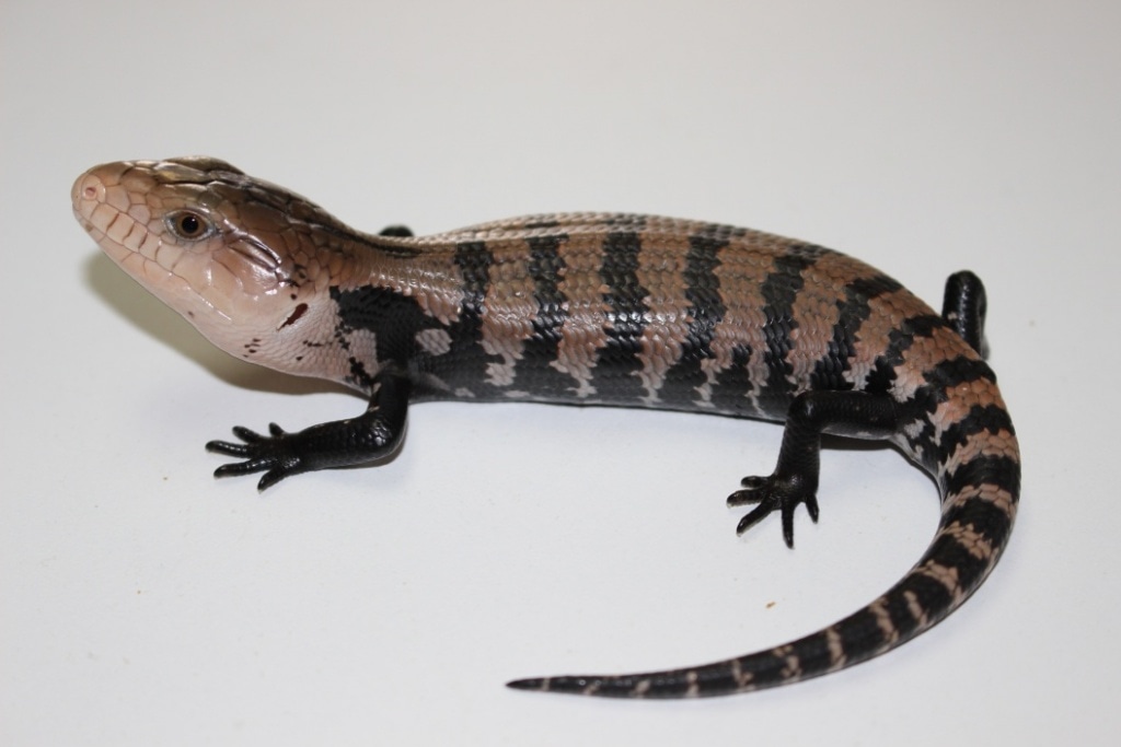 Halmahera Blue Tongue Skinks Halmahera Blue-Tongued Skink by Imperial ...