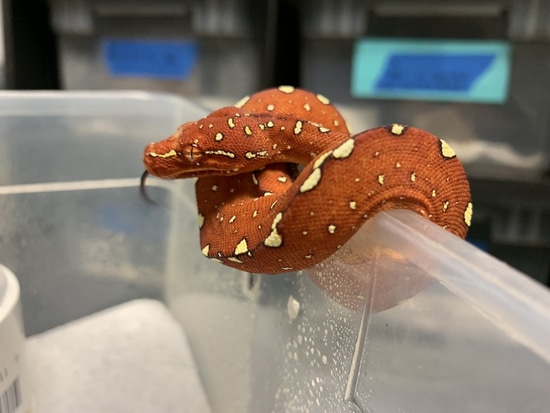 Green Tree Python – Red Biak by Imperial Reptiles & Exotics, LLC