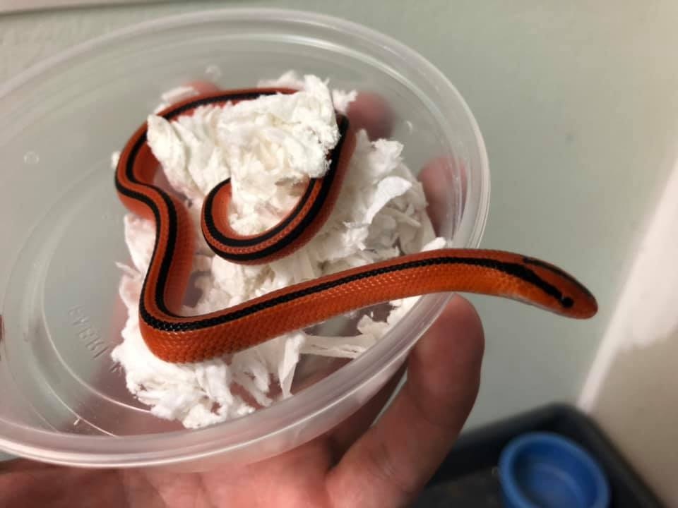Thai Bamboo Rat Snake by Imperial Reptiles & Exotics, LLC - MorphMarket