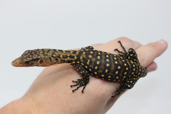CH Quince Monitors - High Yellow Other Monitor by Imperial Reptiles ...