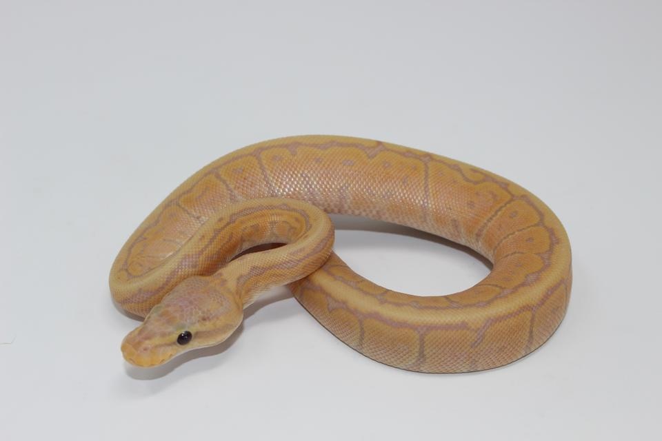 Banana Pinstripe Ball Python by Imperial Reptiles & Exotics, LLC ...