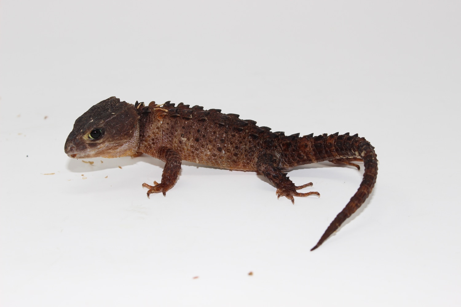 White Eye Crocodile Other Skink by Imperial Reptiles & Exotics, LLC ...
