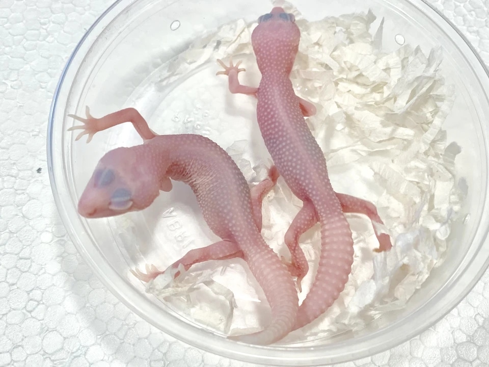 Mack Snow Super Snow Albino Patternless Leopard Gecko by Imperial ...