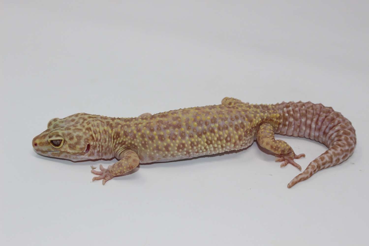 Aptor Leopard Gecko by Imperial Reptiles & Exotics, LLC - MorphMarket