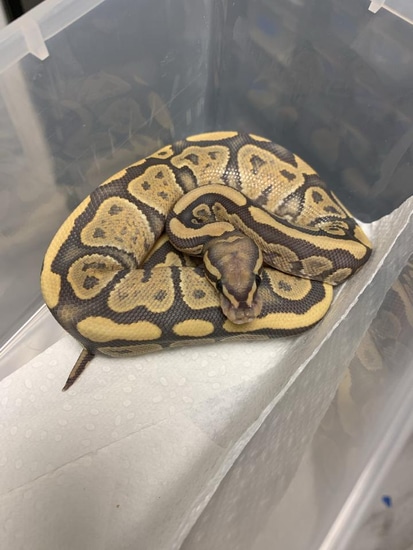 Vanilla Ghost Ball Python by Imperial Reptiles & Exotics, LLC