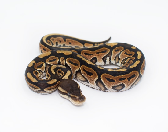 Cinnamon Het Genetic Stripe Ball Python by Imperial Reptiles & Exotics, LLC