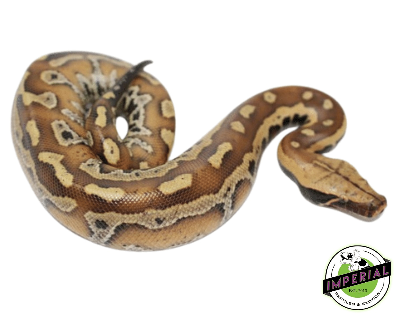 Het T Neg Blood Python by Imperial Reptiles & Exotics, LLC - MorphMarket