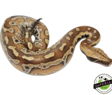 Blood Pythons for Sale - MorphMarket US & Canada