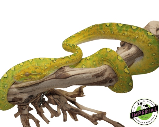 Yearling Biak (Yellow/Green) Green Tree Python by Imperial Reptiles ...