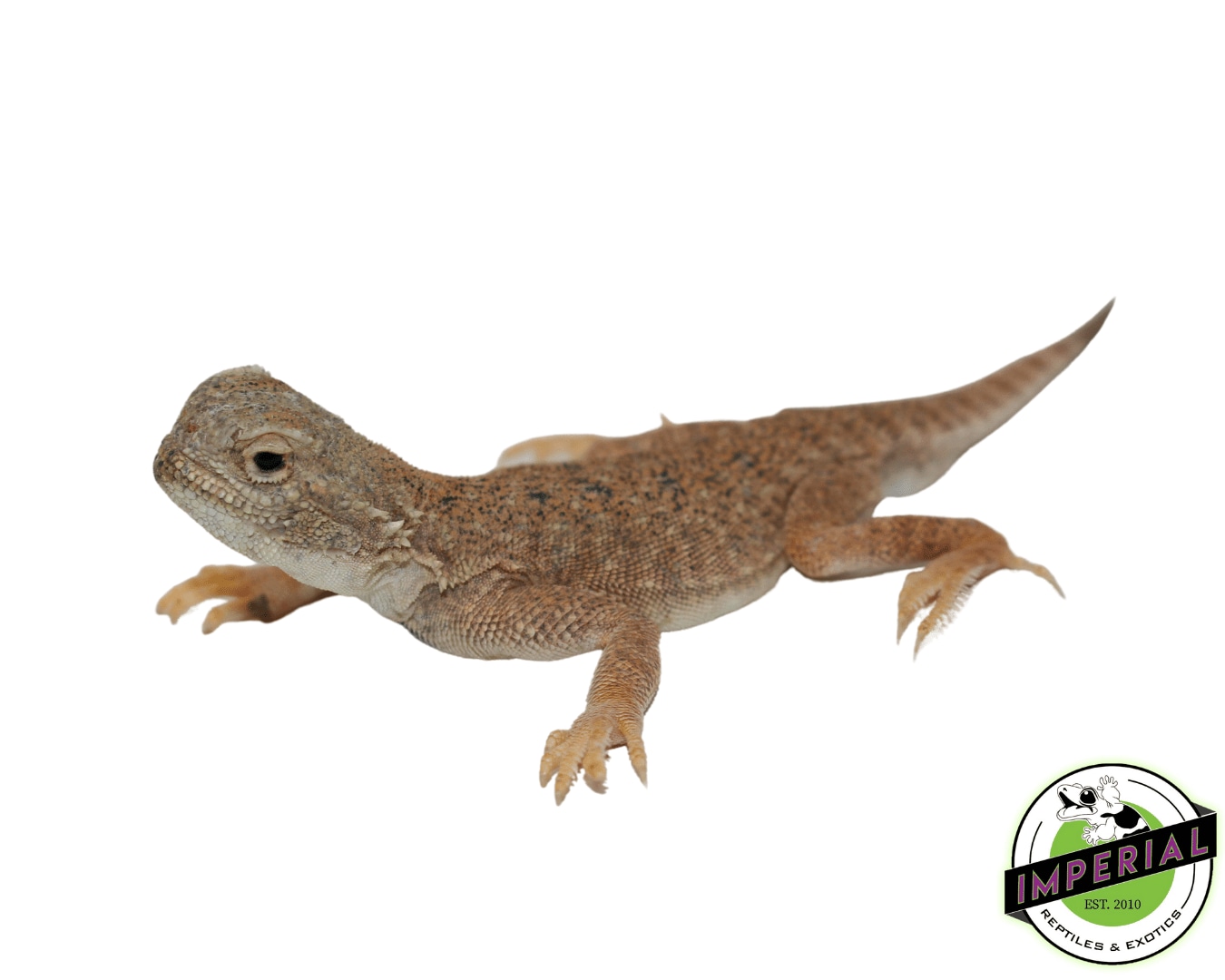 Toad Head Agama Other Lizard by Imperial Reptiles & Exotics, LLC ...