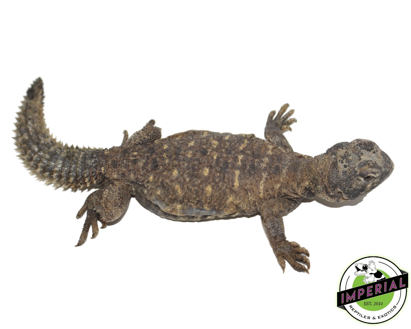 Egyptian Uro Spiny-tailed Lizard by Imperial Reptiles & Exotics, LLC ...