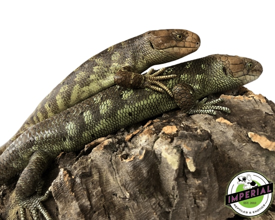 Monkey Tailed Skink Monkey-Tailed Skink by Imperial Reptiles & Exotics, LLC