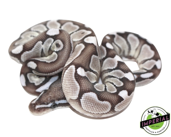 Axanthic Lesser Ball Python by Imperial Reptiles & Exotics, LLC