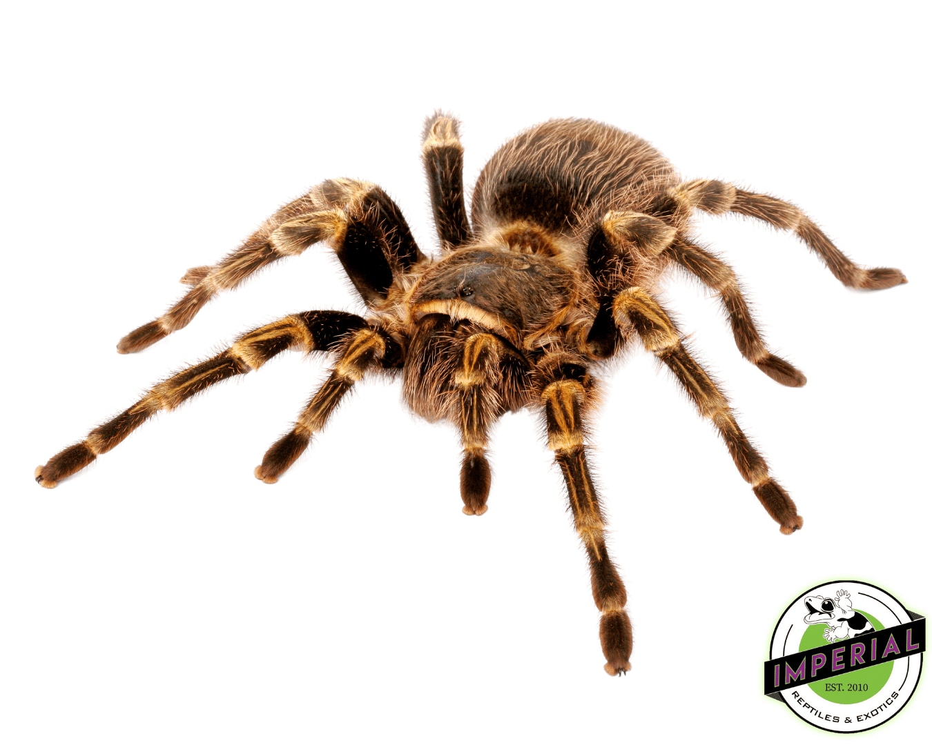 Stripe Knee Tarantula by Imperial Reptiles & Exotics, LLC - MorphMarket