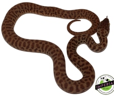 Children's Pythons for Sale - MorphMarket USA