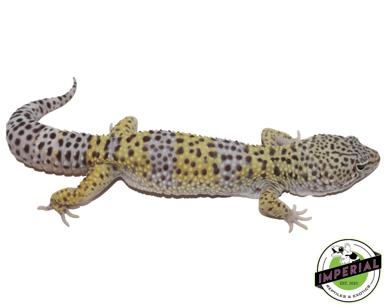 100% Het. Rainwater Blue Eye Amber Leopard Gecko by Imperial Reptiles ...