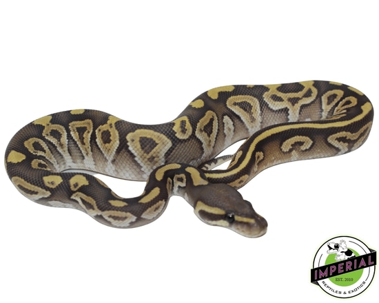 Mojave Ghost Ball Python by Imperial Reptiles & Exotics, LLC