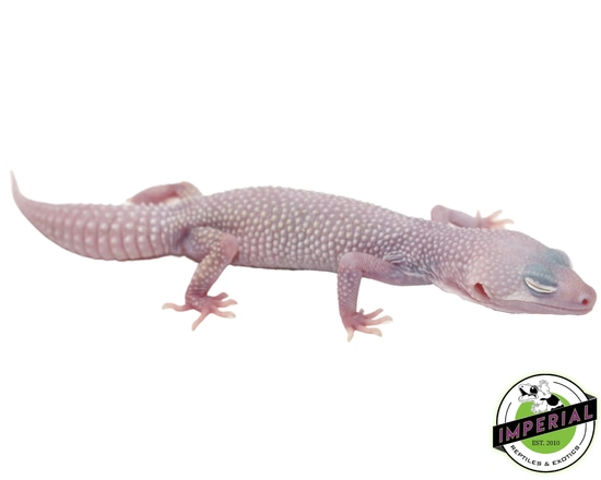 Diablo Blanco- Snake Eyes Leopard Gecko by Imperial Reptiles & Exotics, LLC