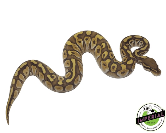 Butter Ghost Ball Python by Imperial Reptiles & Exotics, LLC