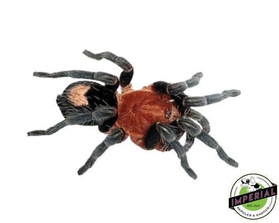 Peruvian Dwarf Red Leg Tarantula by Imperial Reptiles & Exotics, LLC