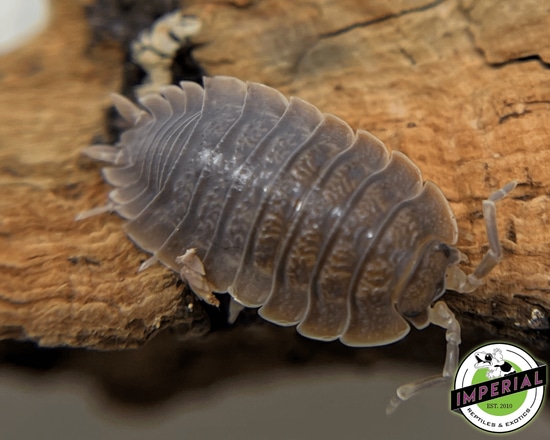Caramel Isopods by Imperial Reptiles & Exotics, LLC