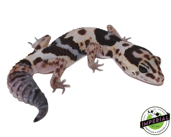 Whiteout Ph Amel Oreo AFT African Fat-Tailed Gecko by Imperial Reptiles ...