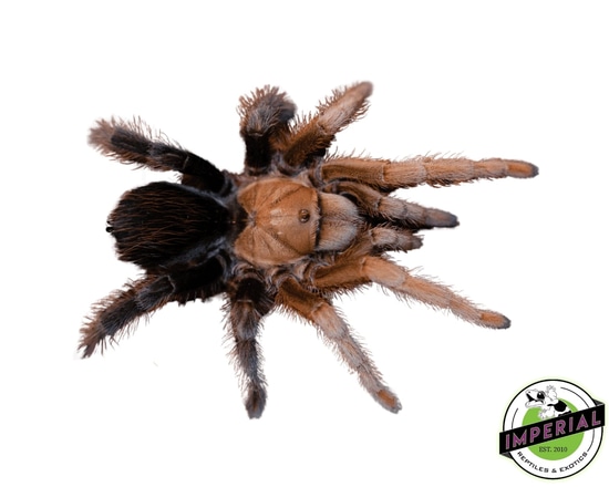 Aphonopelma Sp. "Red And Black Diamond" Tarantula by Imperial Reptiles ...