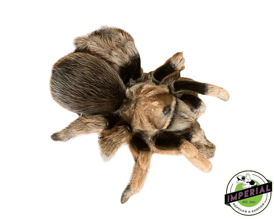 Aphonopelma Sp. "Diamond Back" Tarantula by Imperial Reptiles & Exotics ...