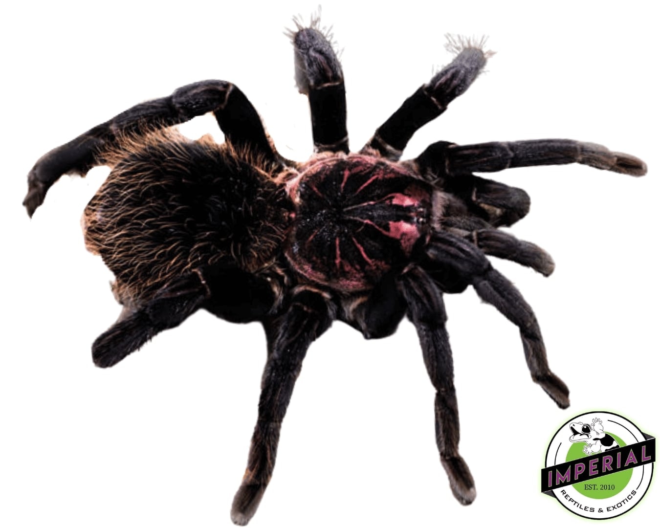 Colombian Lesser Black Tarantula by Imperial Reptiles & Exotics, LLC ...