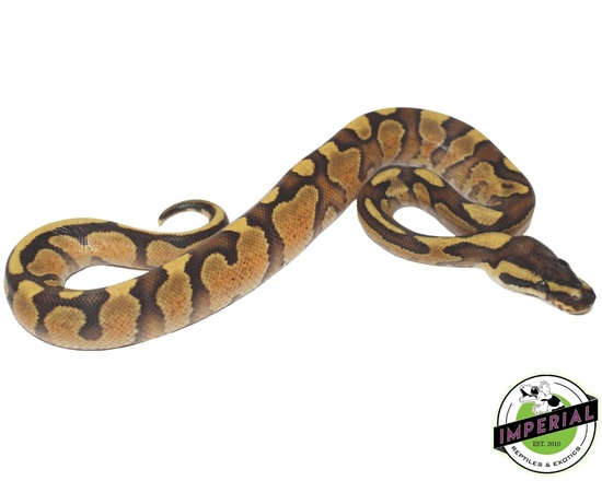 Enchi Spark Ball Python by Imperial Reptiles & Exotics, LLC