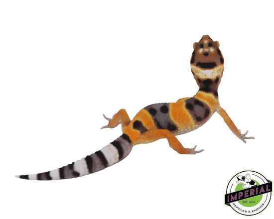 Calico Firefox Leopard Gecko by Imperial Reptiles & Exotics, LLC